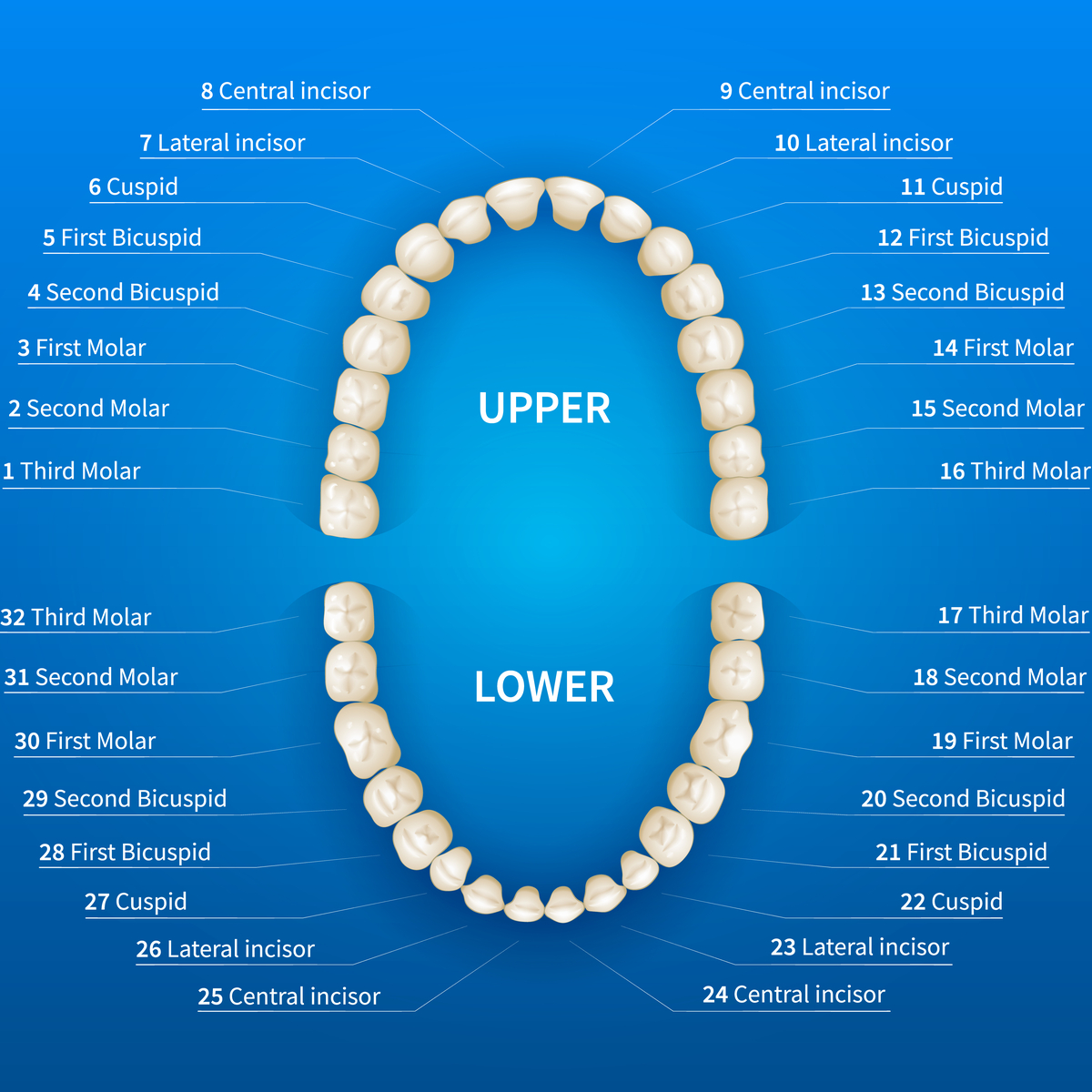 Baby Teeth Guide - Joy Family Dentistry
